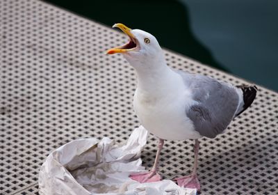 Wildlife lover allegedly attacked Belfast passers-by with mop and ...