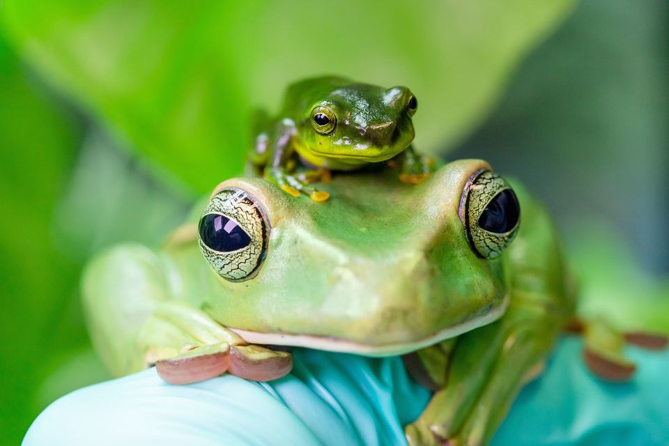 Zoo celebrates breeding success of Thao whipping frog ...