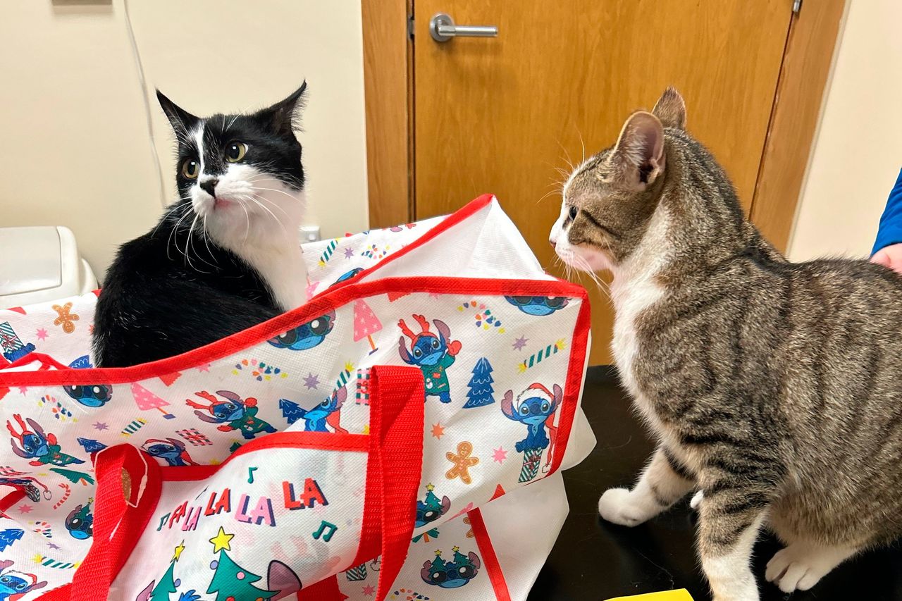 Co Down: Two cats discovered in bag left at Fiveways shopping centre in ...