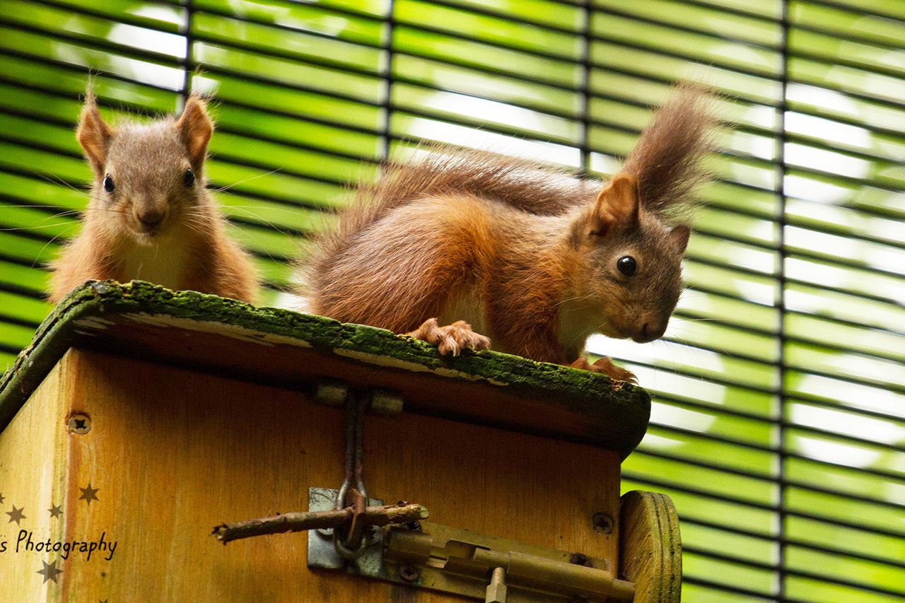 Red squirrel success: Five newborns arrive at Belfast Zoo ...