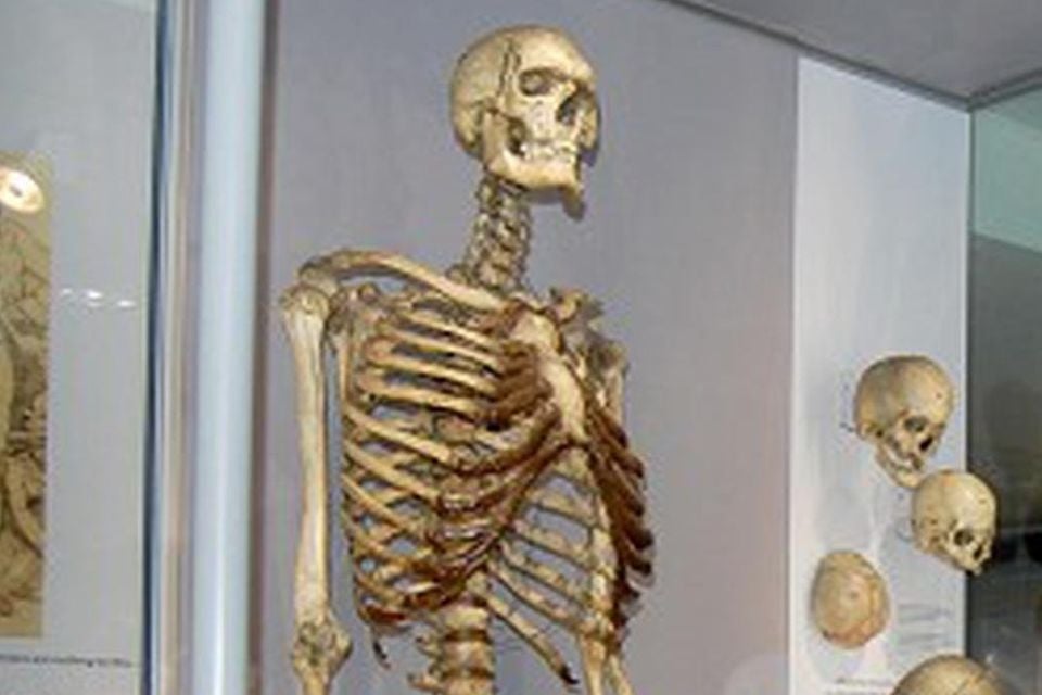 ‘Irish Giant’ from Mid Ulster to be removed from public display at ...