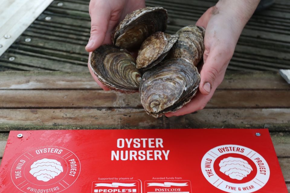 Thousands of oysters to be placed in UK harbours to boost water quality ... Thousands of oysters to be placed in UK harbours to boost water quality ...