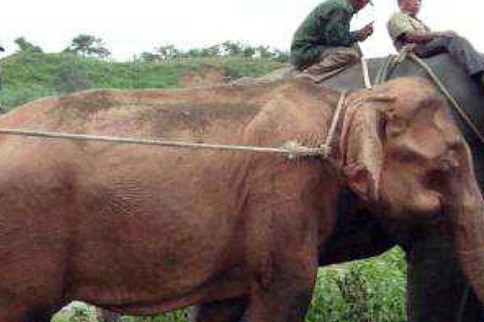 Burma welcomes rare white elephant | BelfastTelegraph.co.uk