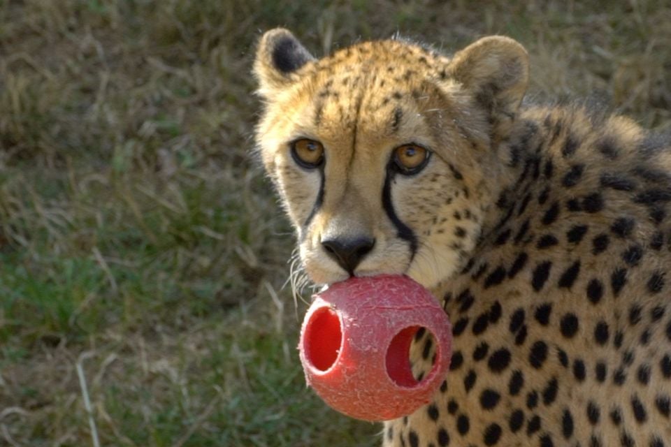 Cheetahs at Oregon Zoo show off their speed chasing balls thrown from a ...