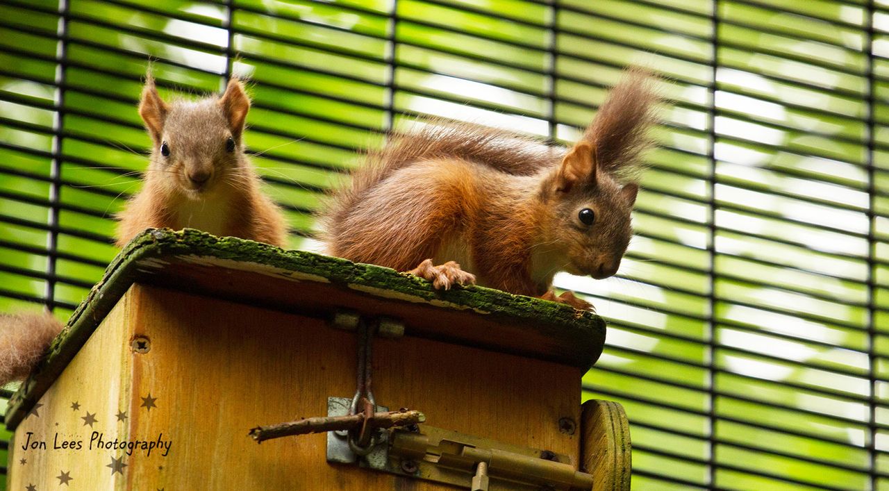 Red squirrel success: Five newborns arrive at Belfast Zoo ...