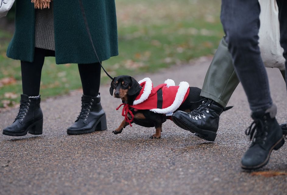 In Pictures: Sausage dogs show off festive finery during winter walk ...