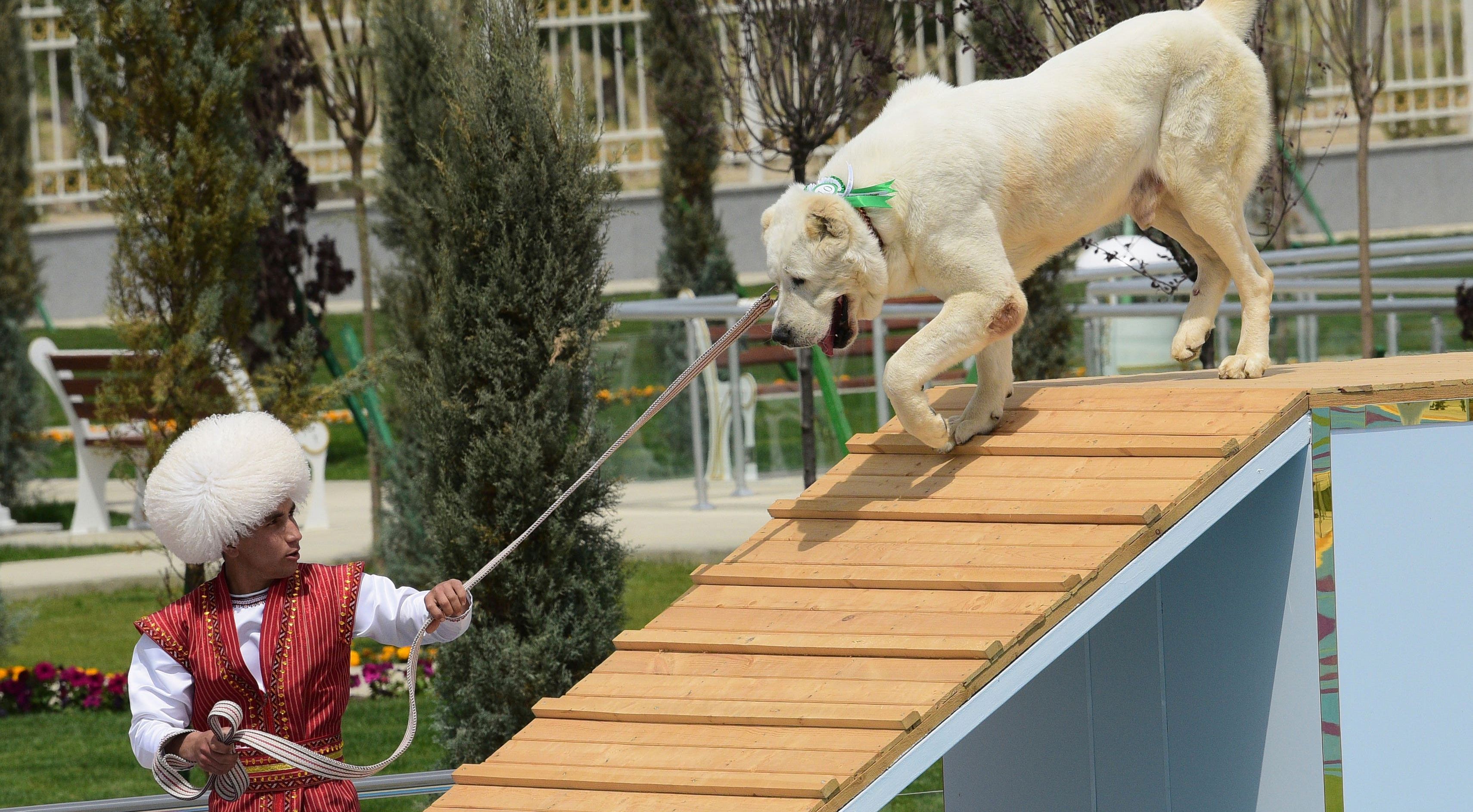 Turkmenistan dedicates new national holiday to native dog breed ...