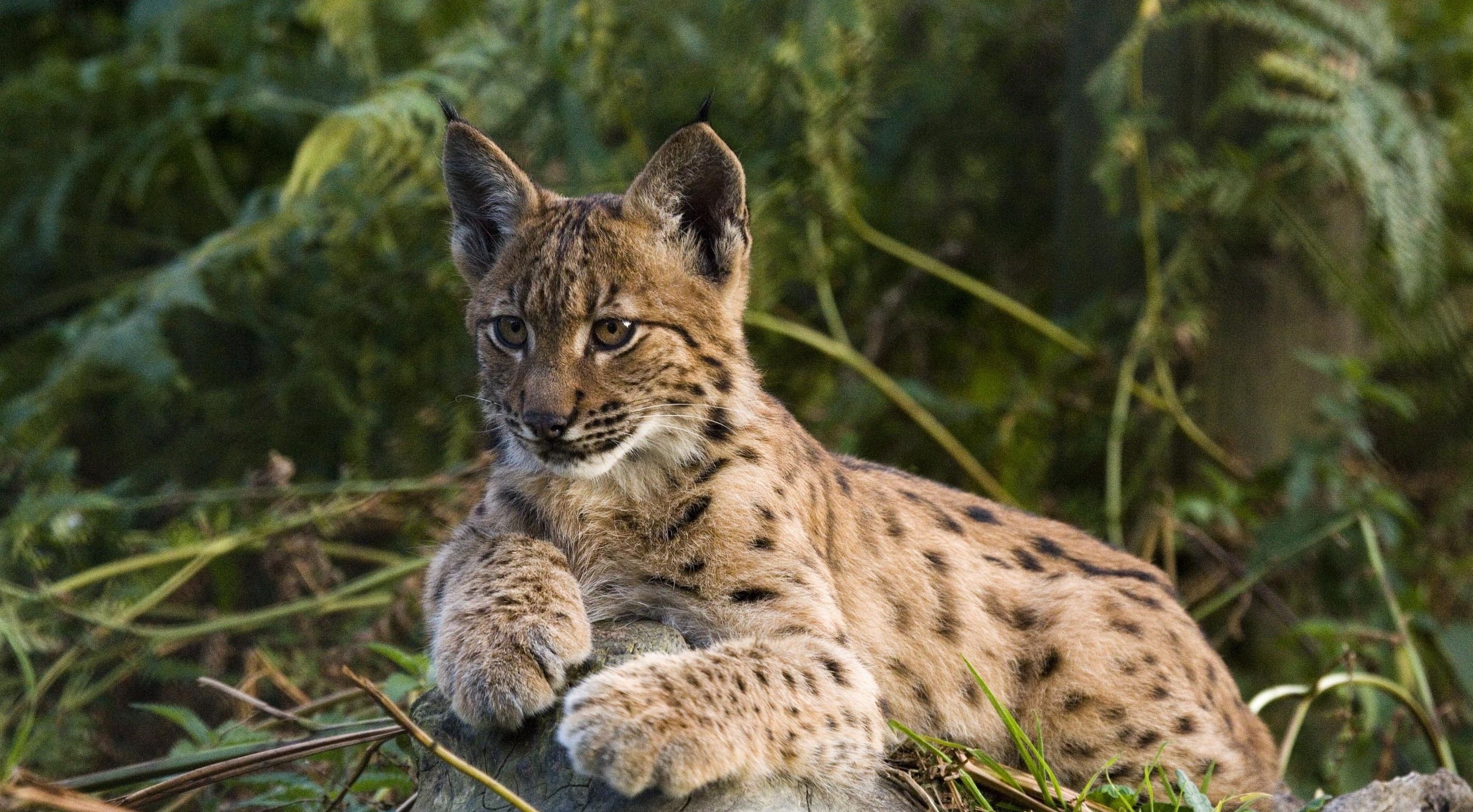 Environment Secretary rejects move to reintroduce lynx to Britain ...