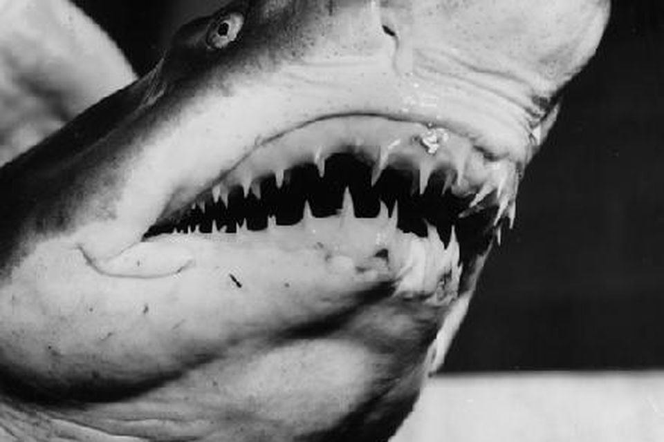 And finally...bizarre real-life predicaments | BelfastTelegraph.co.uk