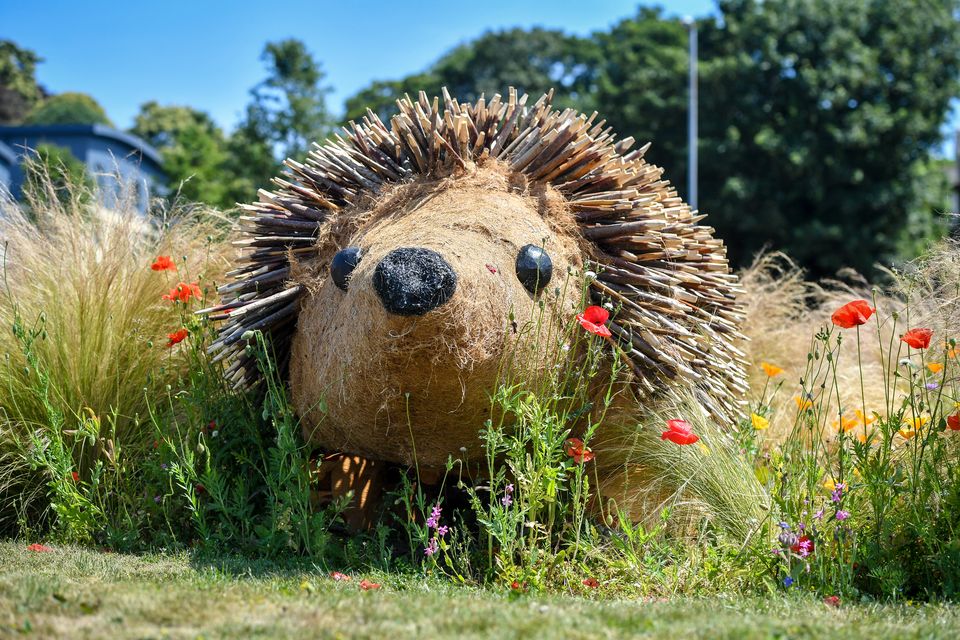 Truro roundabout featuring hedgehog sculptures named best traffic ...