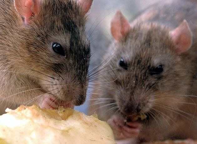 Rats 'capable of showing empathy' | BelfastTelegraph.co.uk
