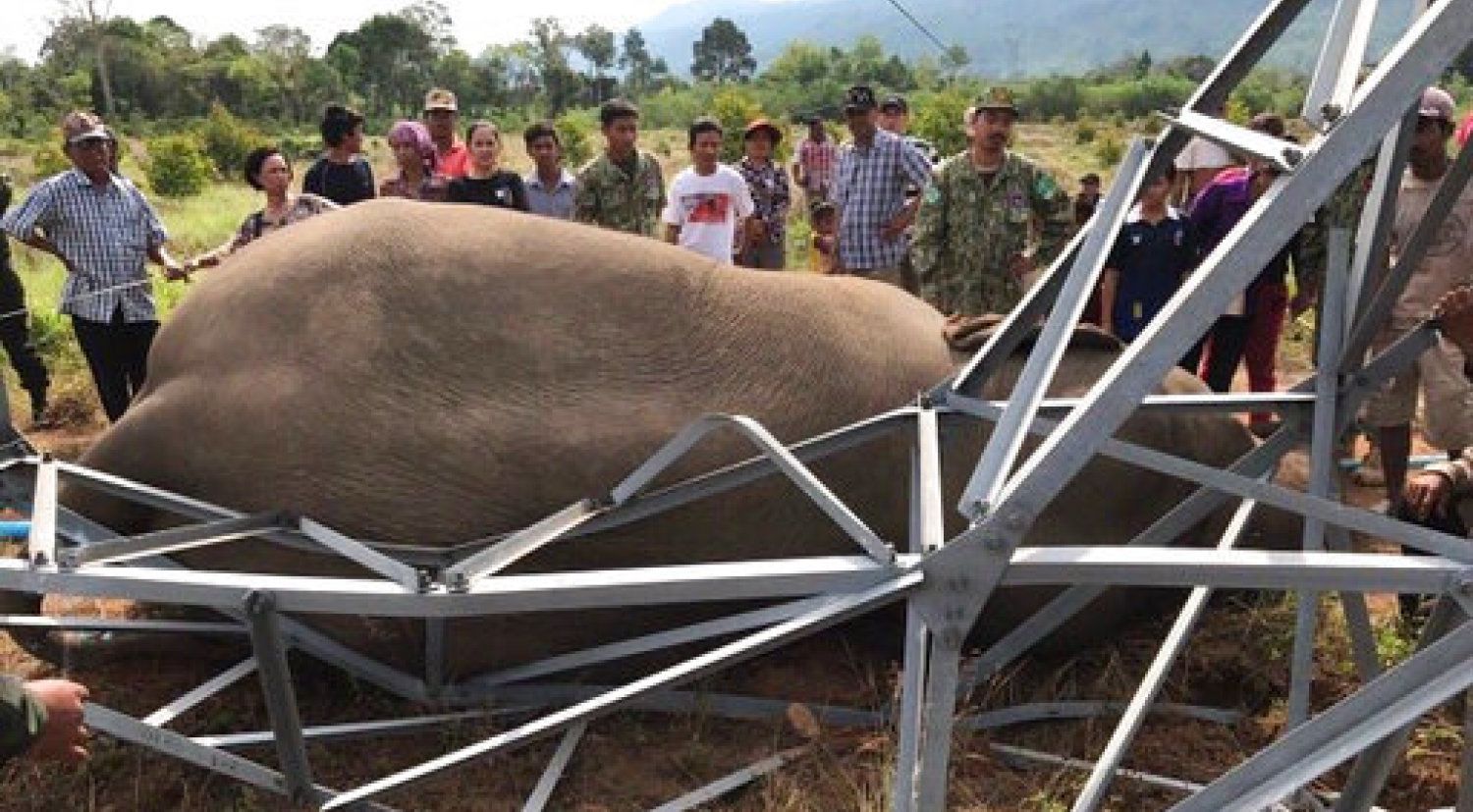 Endangered elephant electrocuted by power pole in Cambodia ...
