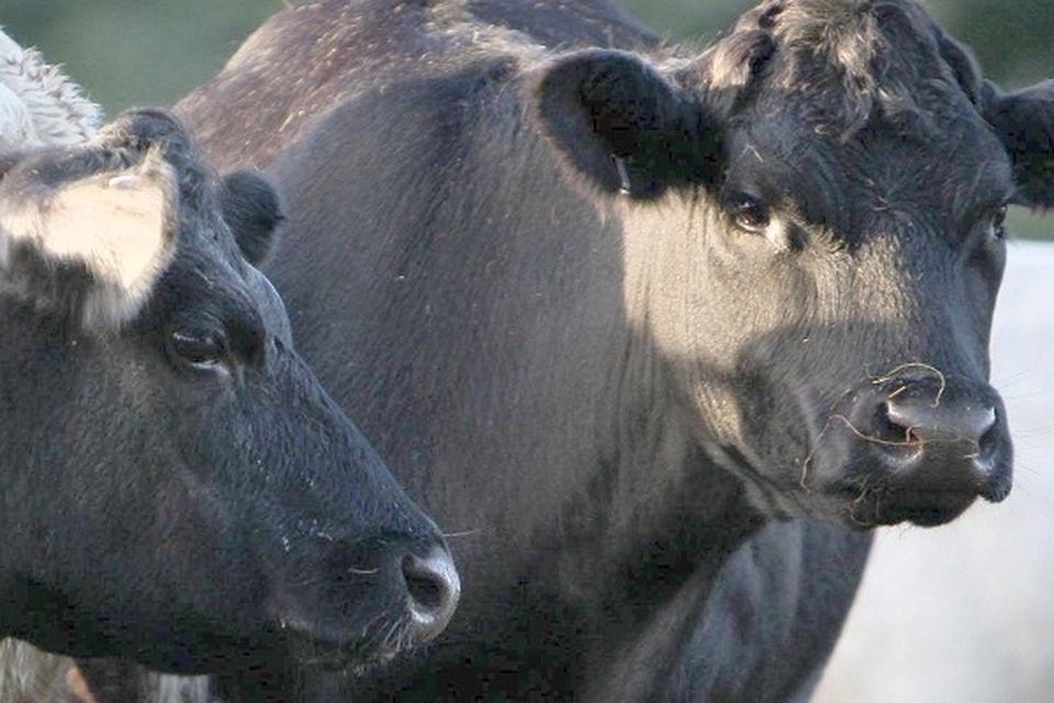 Cow brains seized at Cairo airport | BelfastTelegraph.co.uk