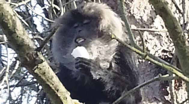 Video: Belfast Zoo's runaway monkey Roxy caught in city garden ...