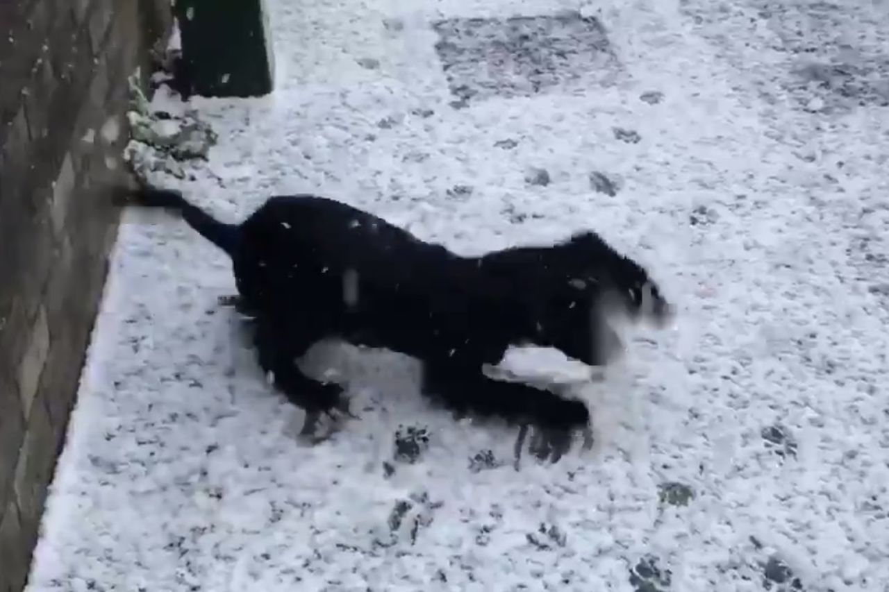 Watch: This dog seeing snow for the first time is the epitome of joy ...