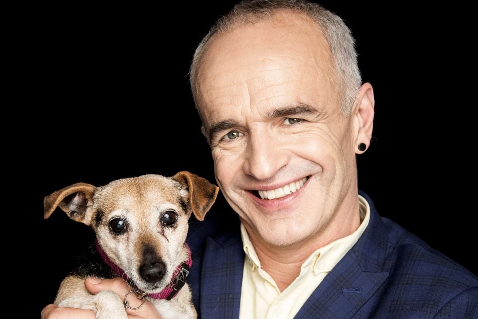 Do Stena Line Take Dogs
