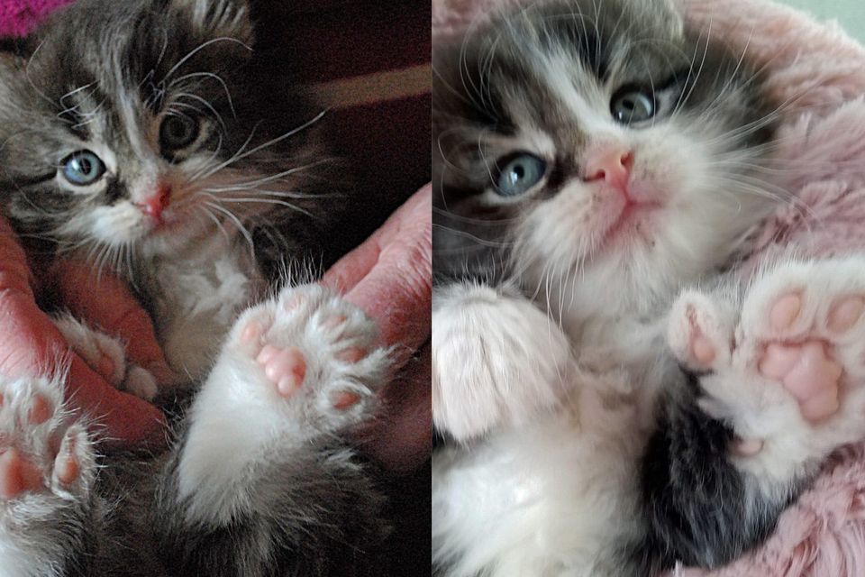 ‘Truly gorgeous’ kitten born with four extra toes | BelfastTelegraph.co.uk