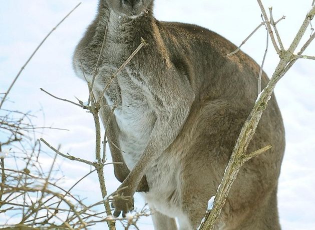 Police use pepper spray on kangaroo | BelfastTelegraph.co.uk