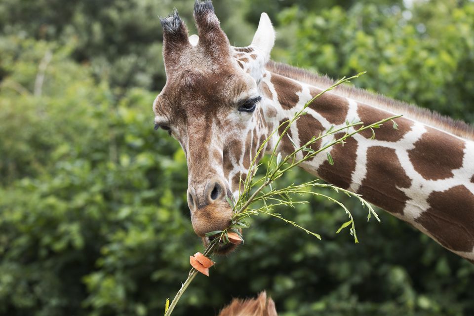 Check out these giraffes eating huge vegetable kebabs on skewers of ...