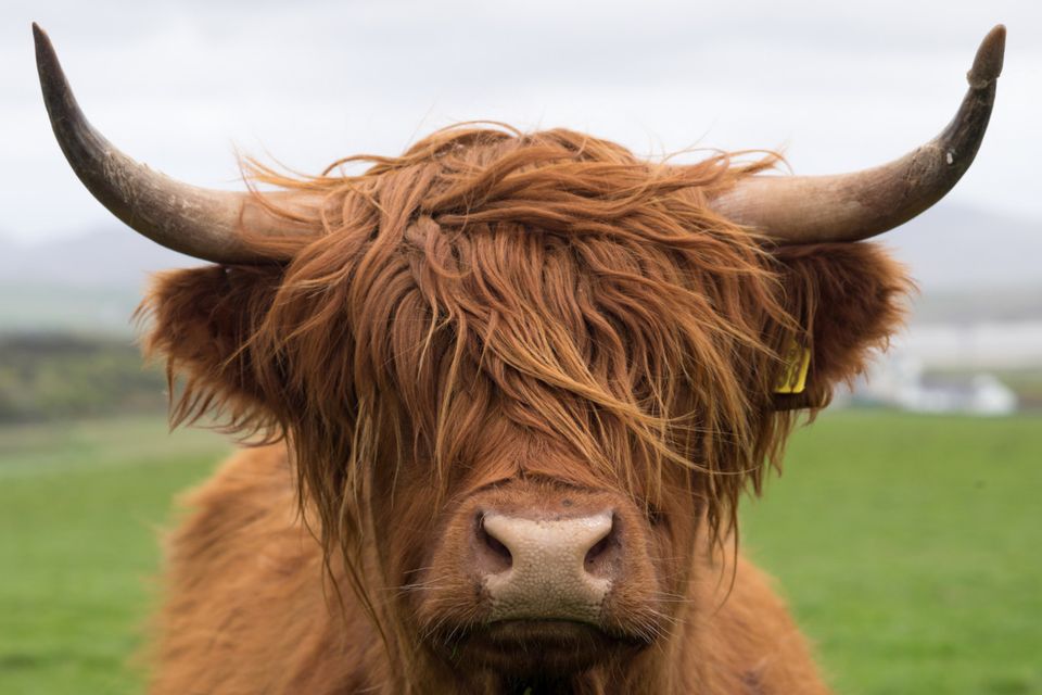 Northern Ireland farm chief was impaled on horn of charging cow ...