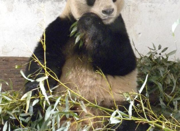 Zoo to welcome giant panda pair | BelfastTelegraph.co.uk