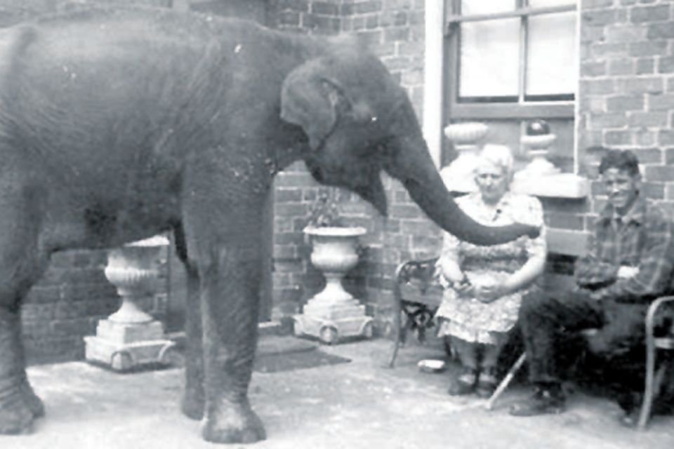 Baby elephant kept in Belfast backyard is inspiration for book ...