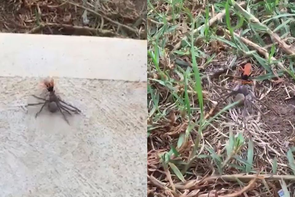 Watch: This meaty huntsman spider was no match for a fearless wasp ...