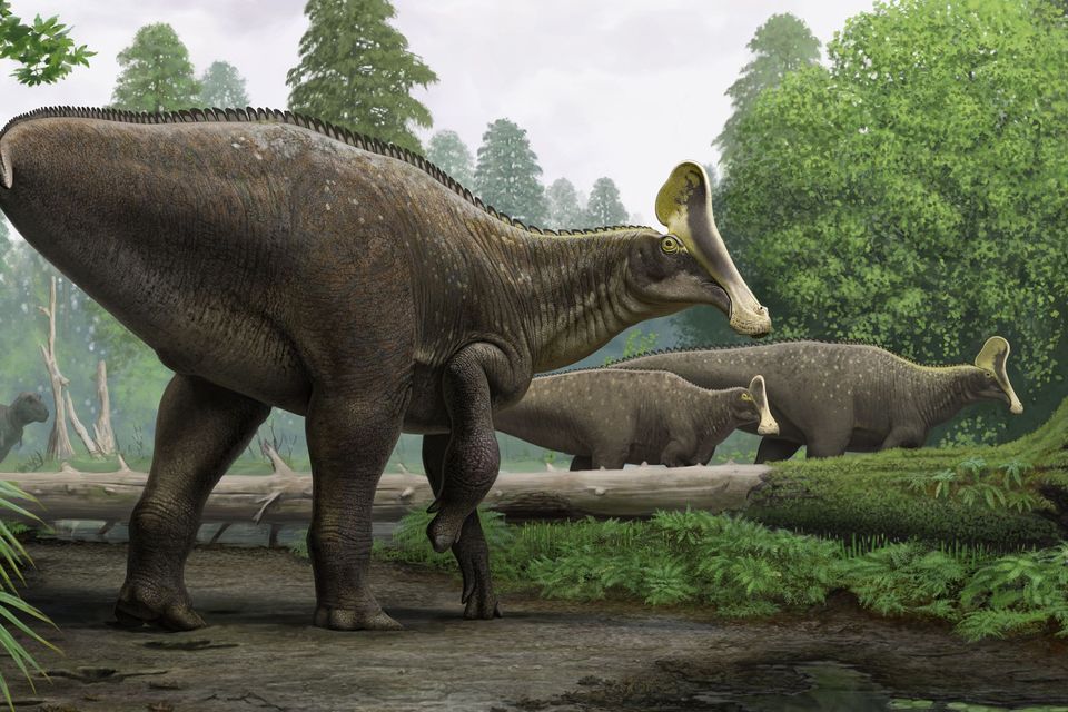 Researchers discover bone of 68-million-year-old dinosaur with broken ...