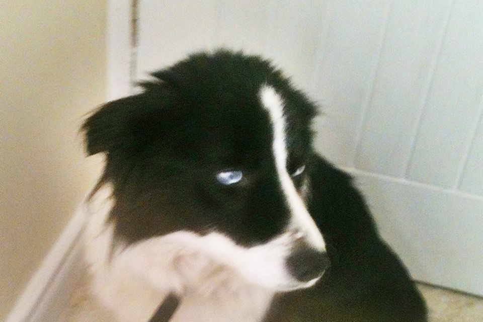 Codie the dog set on fire by thugs still battling | BelfastTelegraph.co.uk