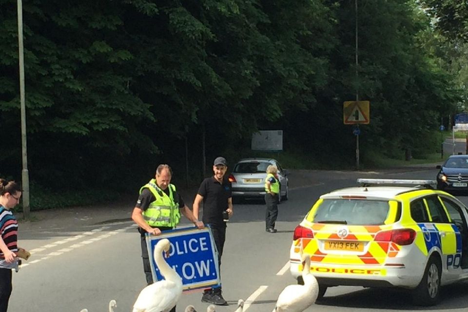 Some swans helped this police force attempt their best Hot Fuzz ...