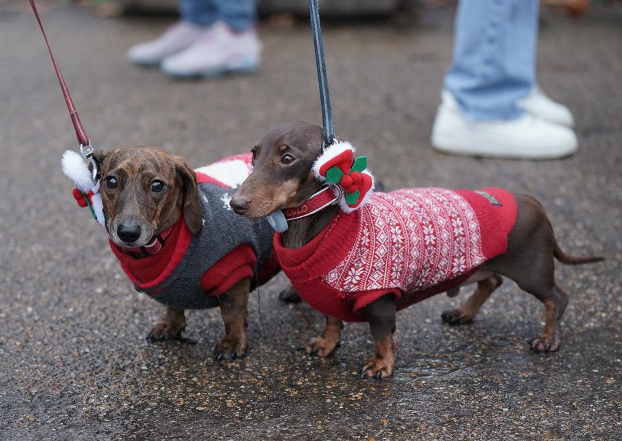 In Pictures: Sausage dogs show off festive finery during winter walk ...