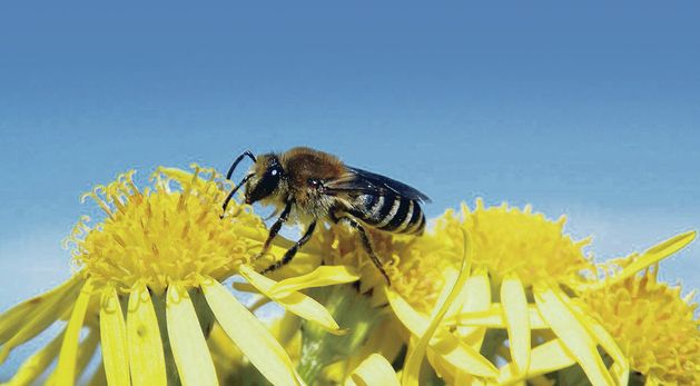 For 70 years it was thought rare bee species had vanished... now a ...