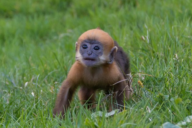 Two endangered Francois’ langur monkeys born at Belfast Zoo ...