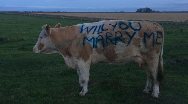 Farmer enlists help of cow for marriage proposal | BelfastTelegraph.co.uk