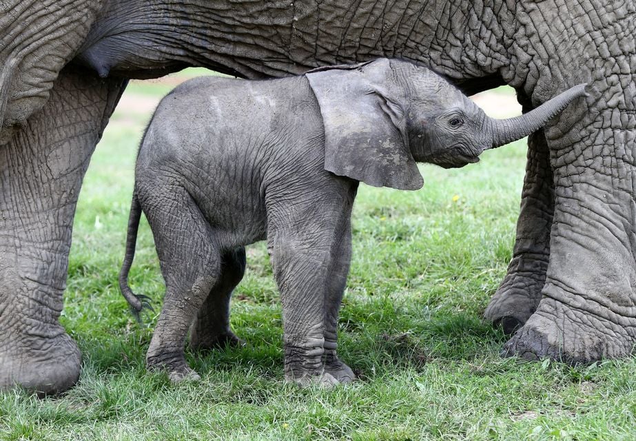 Elephant Newborn Baby