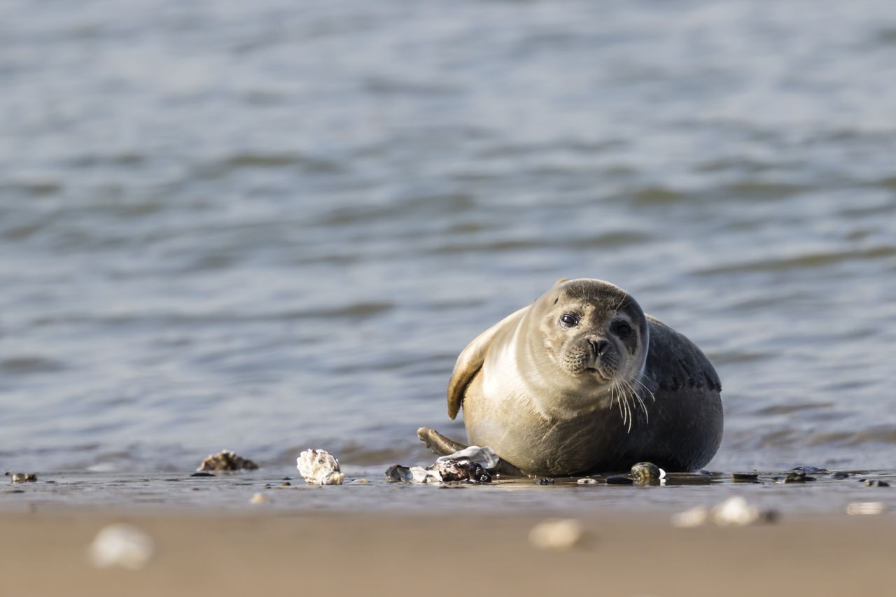 NI council criticised after seal carcass lies on beach for two weeks ...