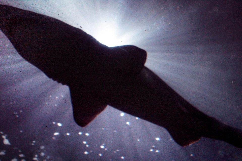 ‘Panicking’ diver fended huge tiger shark off with spear gun on long ...