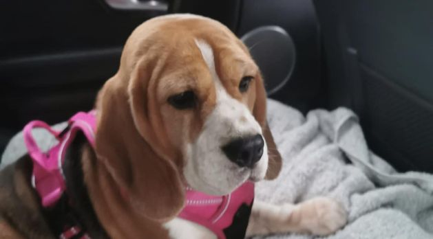 Belfast dog owner ‘devastated’ after beagle Annie killed by car while ...