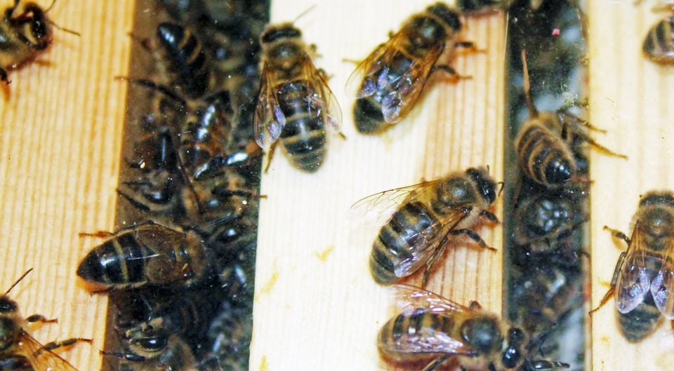 Colony of Irish honeybees has Belfast Zoo 'buzzing' | BelfastTelegraph ...