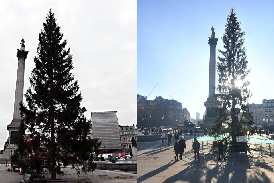 Trafalgar Square Christmas tree labelled ‘anaemic’ and ‘thin ...