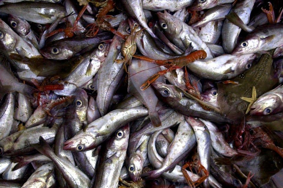 Fish are better and happier now they are British, claims Rees-Mogg ...