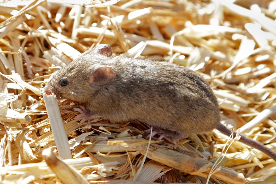 Plague of mice threatens huge tracts of land in Australia ...