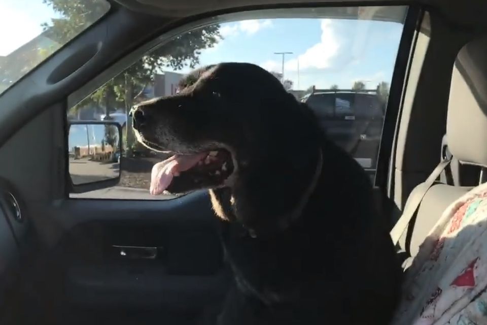 This dog caused a minor car crash, possibly after reaching for some ...