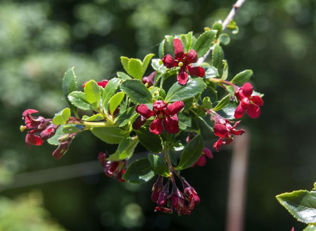 Diarmuid Gavin picks the best trees to plant in small gardens ...