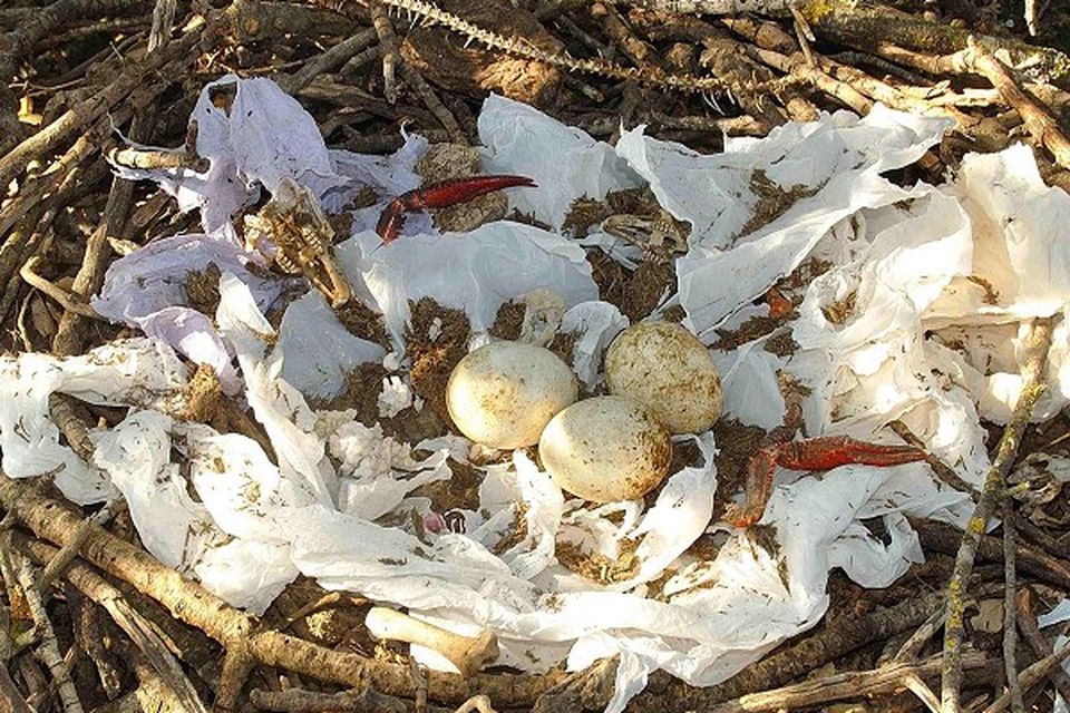 Best birds use plastic for nests | BelfastTelegraph.co.uk