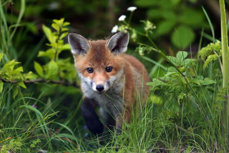 Probe launched into fox hunting group amid animal cruelty allegations ...
