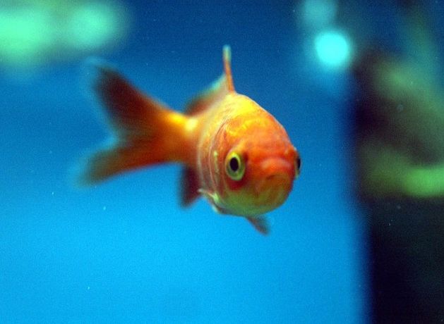 Fish-gobbler banned from circus | BelfastTelegraph.co.uk
