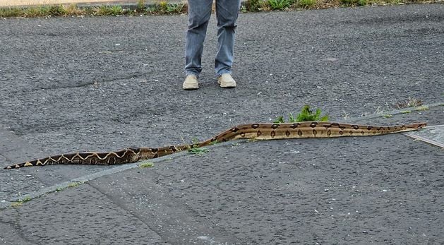 Reptile runaway: Large 5ft-long snake discovered and rescued from ...
