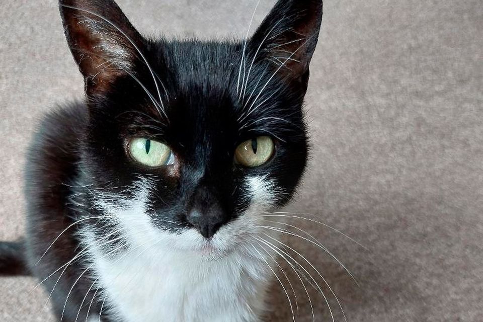 Cat rescue Belfast: Chatty cat has been waiting 250 days for a loving ...