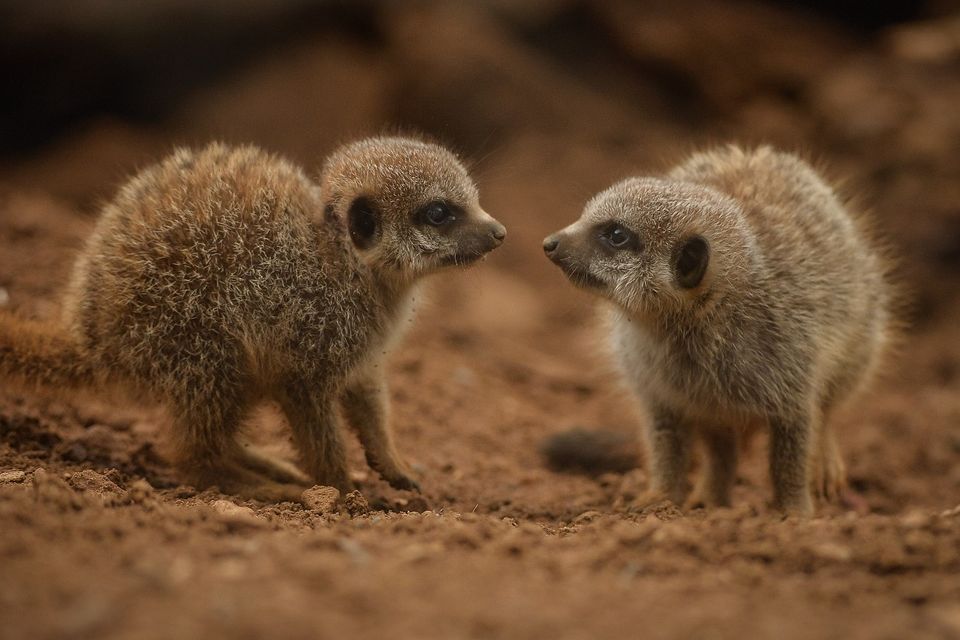Meerkat pups delight on zoo debut | BelfastTelegraph.co.uk